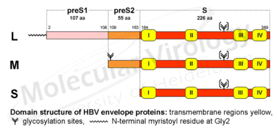 UniversitätsKlinikum Heidelberg: 1. Morphology & Genome Organization